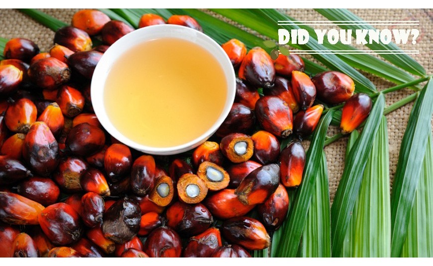 DENDÊ OLIVE OIL: THE FAVORITE OF BRAZILIAN CUISINE - Delícias