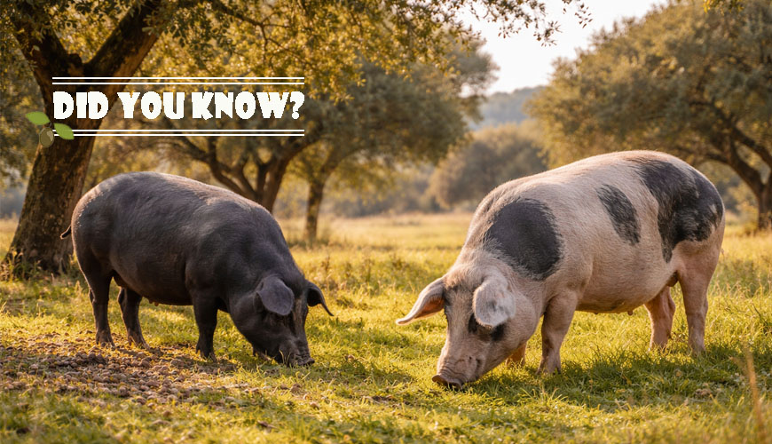BLACK PIG VS. BÍSARO PIG: TWO EXPRESSIONS OF GASTRONOMIC EXCELLENCE ...